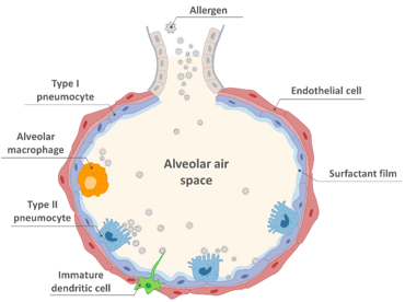 ALIsens alveolar in vitro model for toxicity analysis | invitrolize